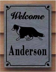 Border Collie